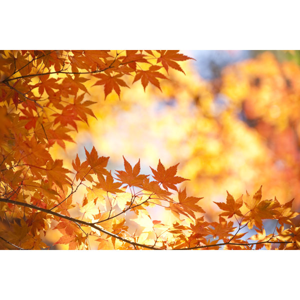 Latitude Run Vibrant Autumn Colour by Ooyoo - Wrapped Canvas Art Prints | Wayfair.co.uk